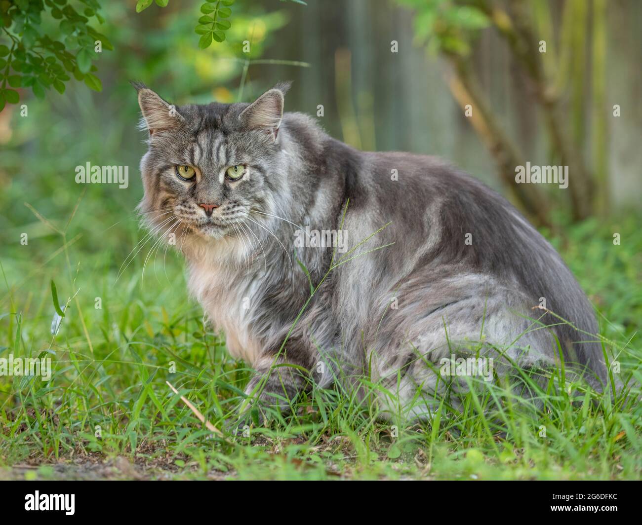Adult male Maine Coon Cat outdoor in grass lawn Stock Photo - Alamy