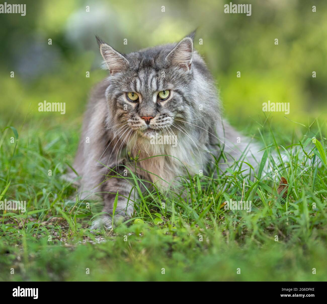 Adult male Maine Coon Cat outdoor in grass lawn Stock Photo - Alamy