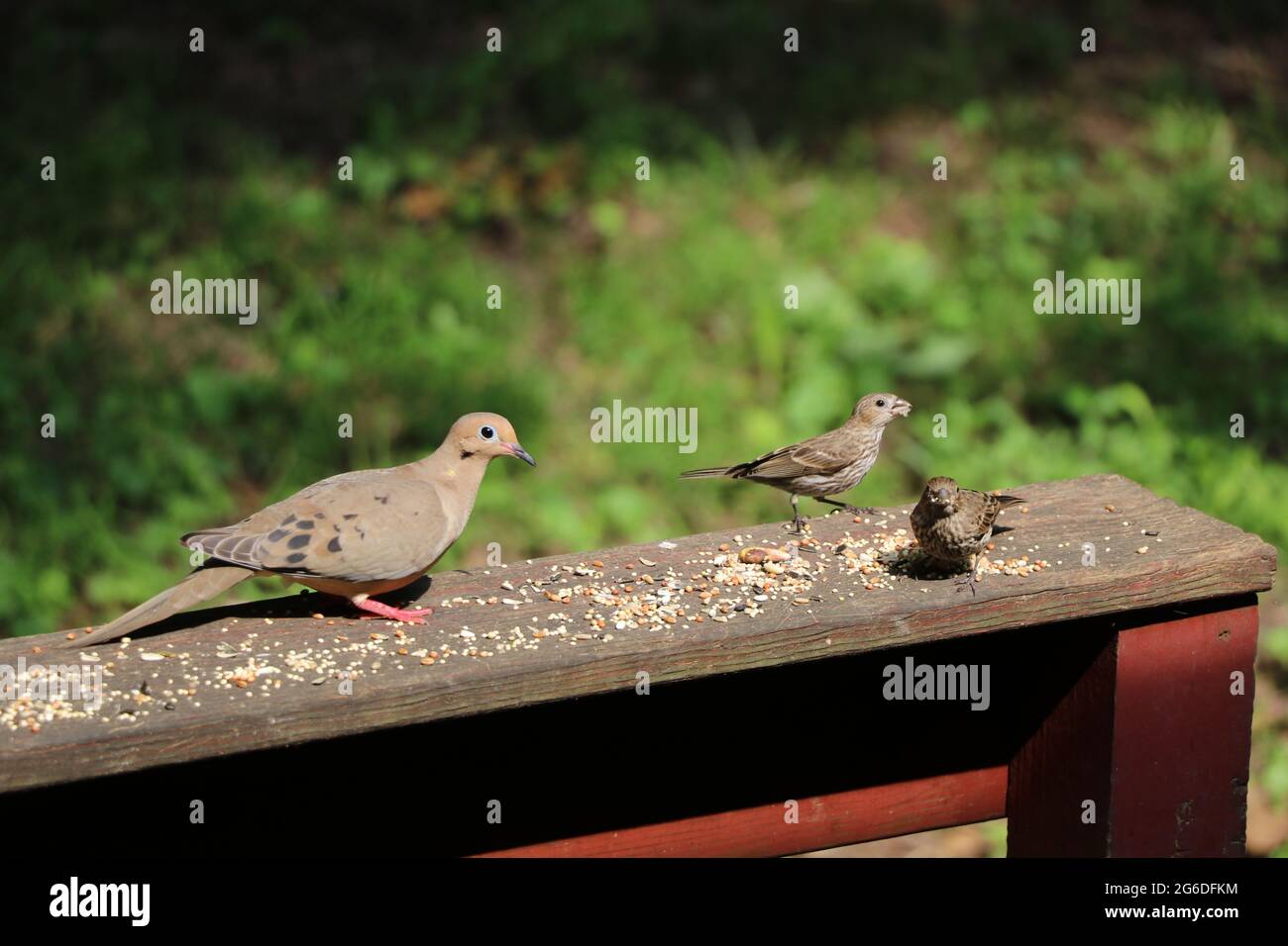 Wildlife outside eating food in the daytime Stock Photo - Alamy