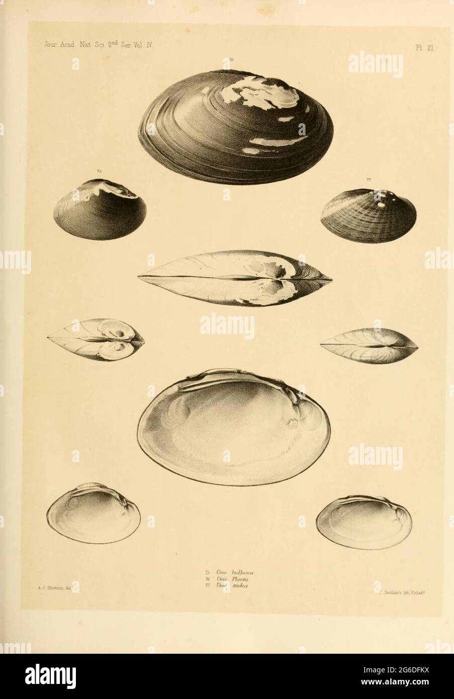 Morphology zoo hi-res stock photography and images - Alamy