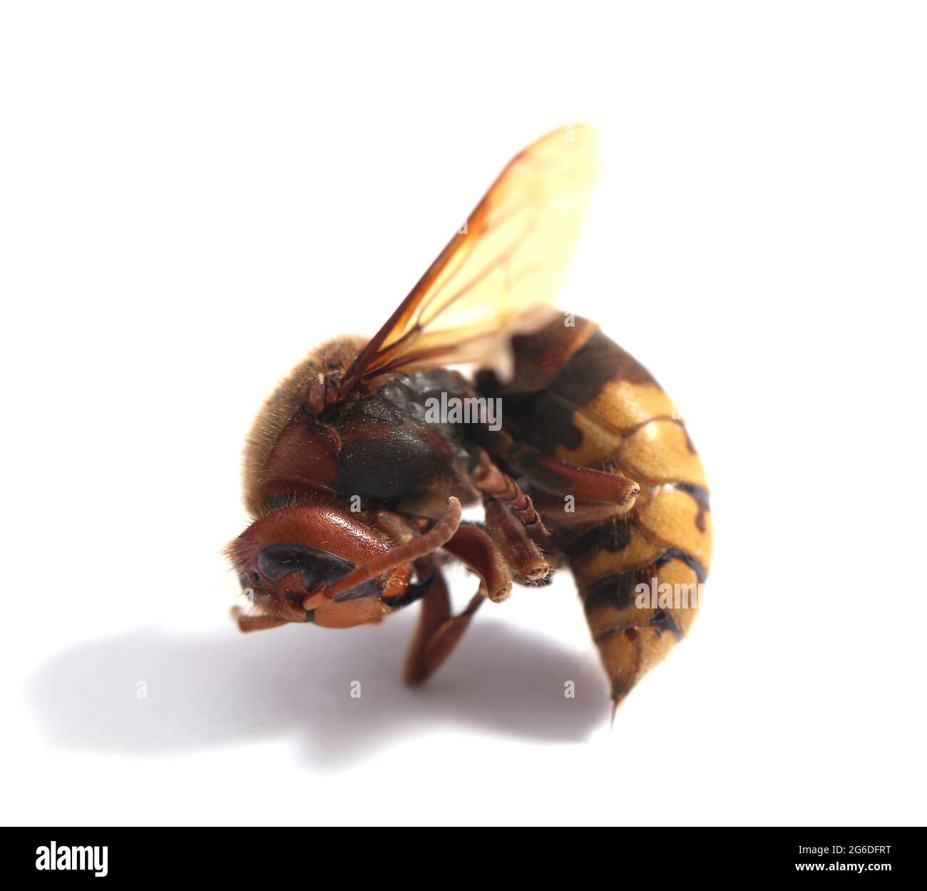 Dead hornet insect dieback species protection nature conservation Stock ...