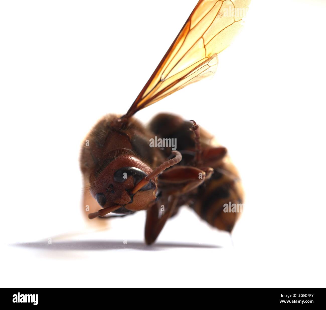 Dead hornet insect dieback species protection nature conservation Stock ...