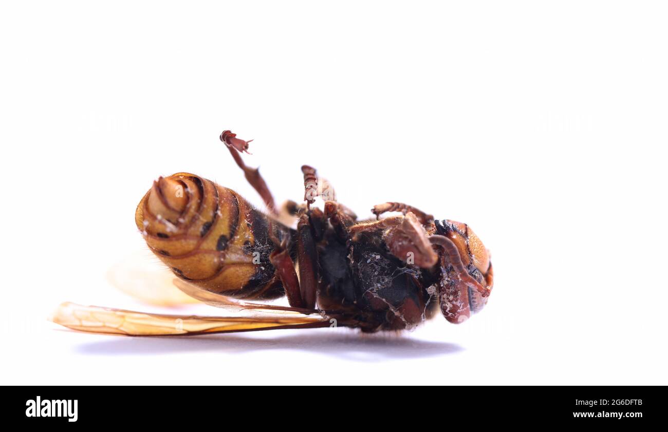 Dead hornet insect dieback species protection nature conservation Stock ...