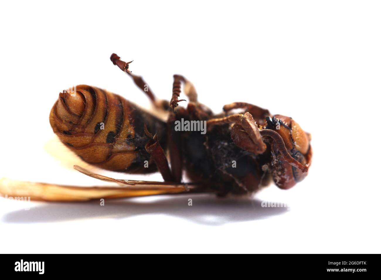 Dead hornet insect dieback species protection nature conservation Stock ...