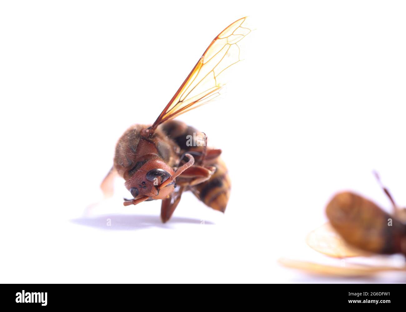 Dead hornet insect dieback species protection nature conservation Stock ...