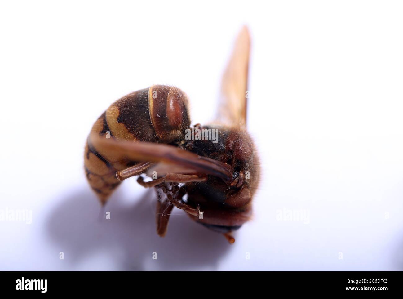 Dead hornet insect dieback species protection nature conservation Stock ...