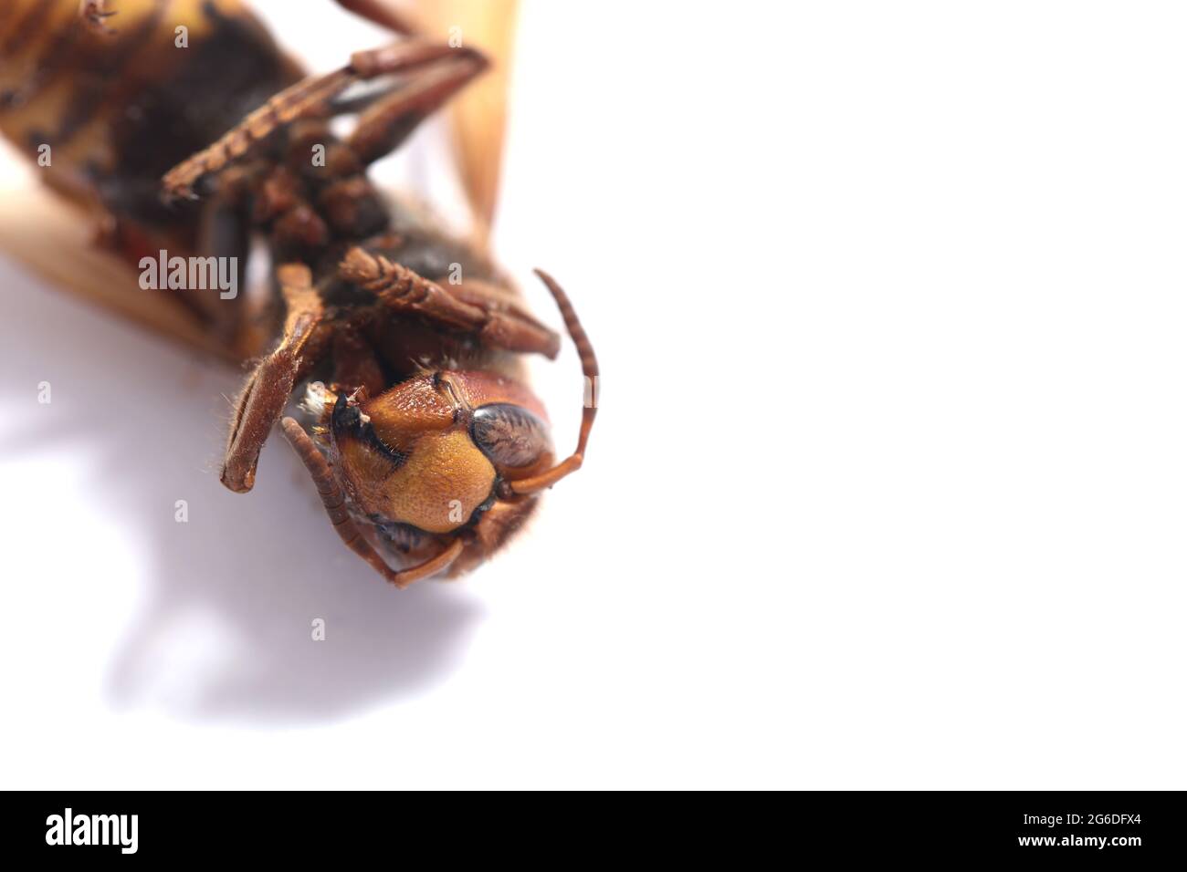 Dead hornet insect dieback species protection nature conservation Stock ...