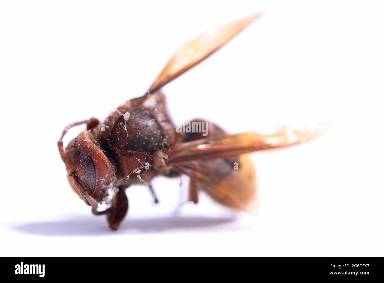 Dead hornet insect dieback species protection nature conservation Stock ...