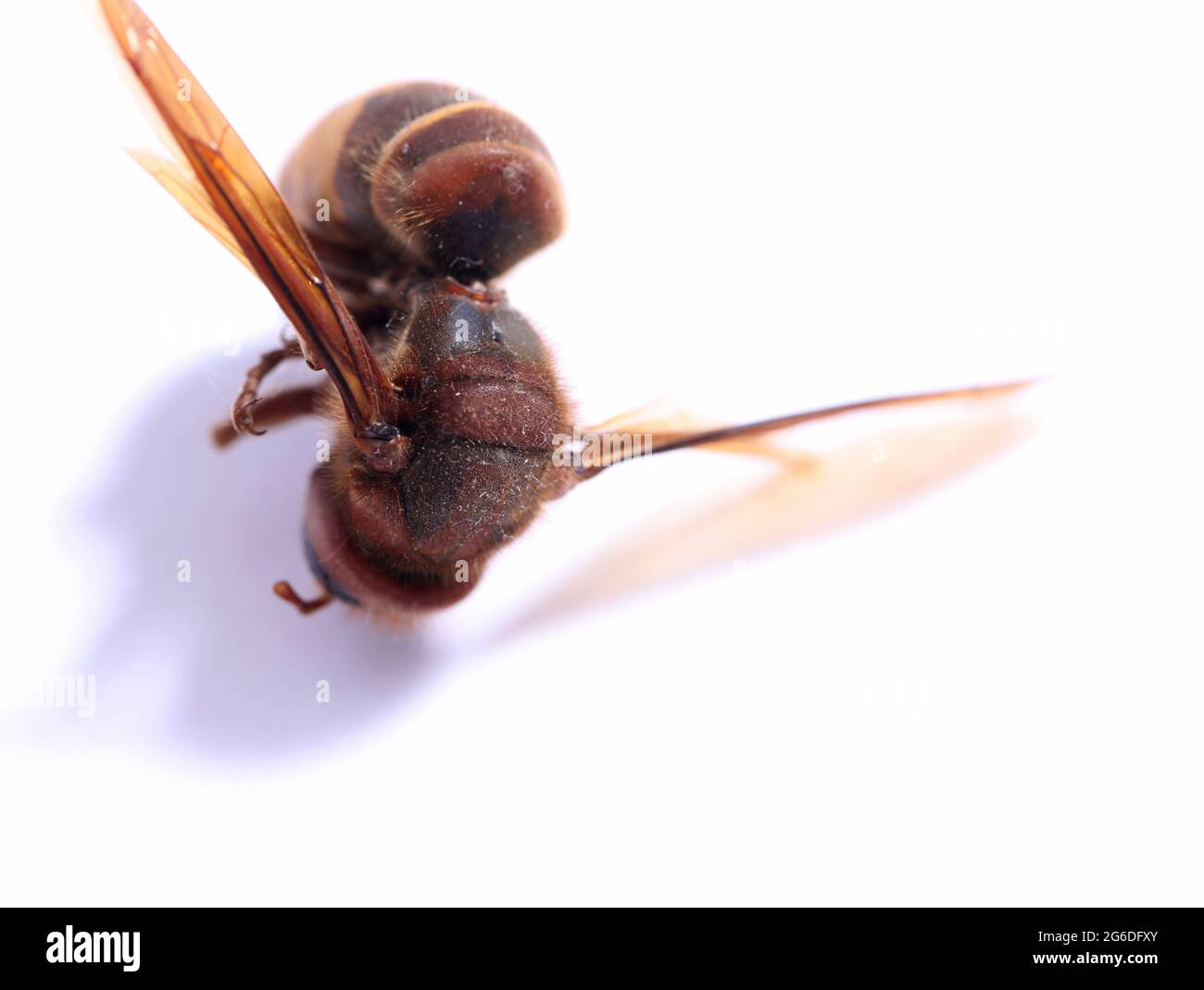 Dead hornet insect dieback species protection nature conservation Stock ...