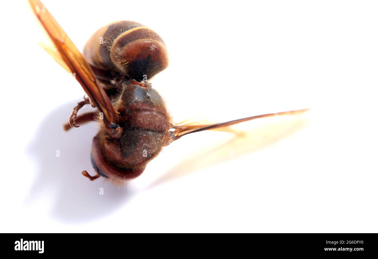 Dead hornet insect dieback species protection nature conservation Stock ...