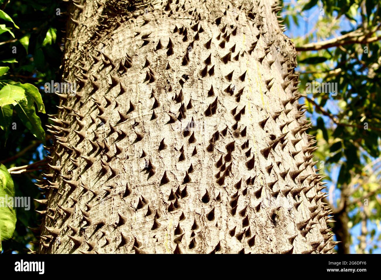 Ceiba Speciosa, Paineira tree Stock Photo - Alamy