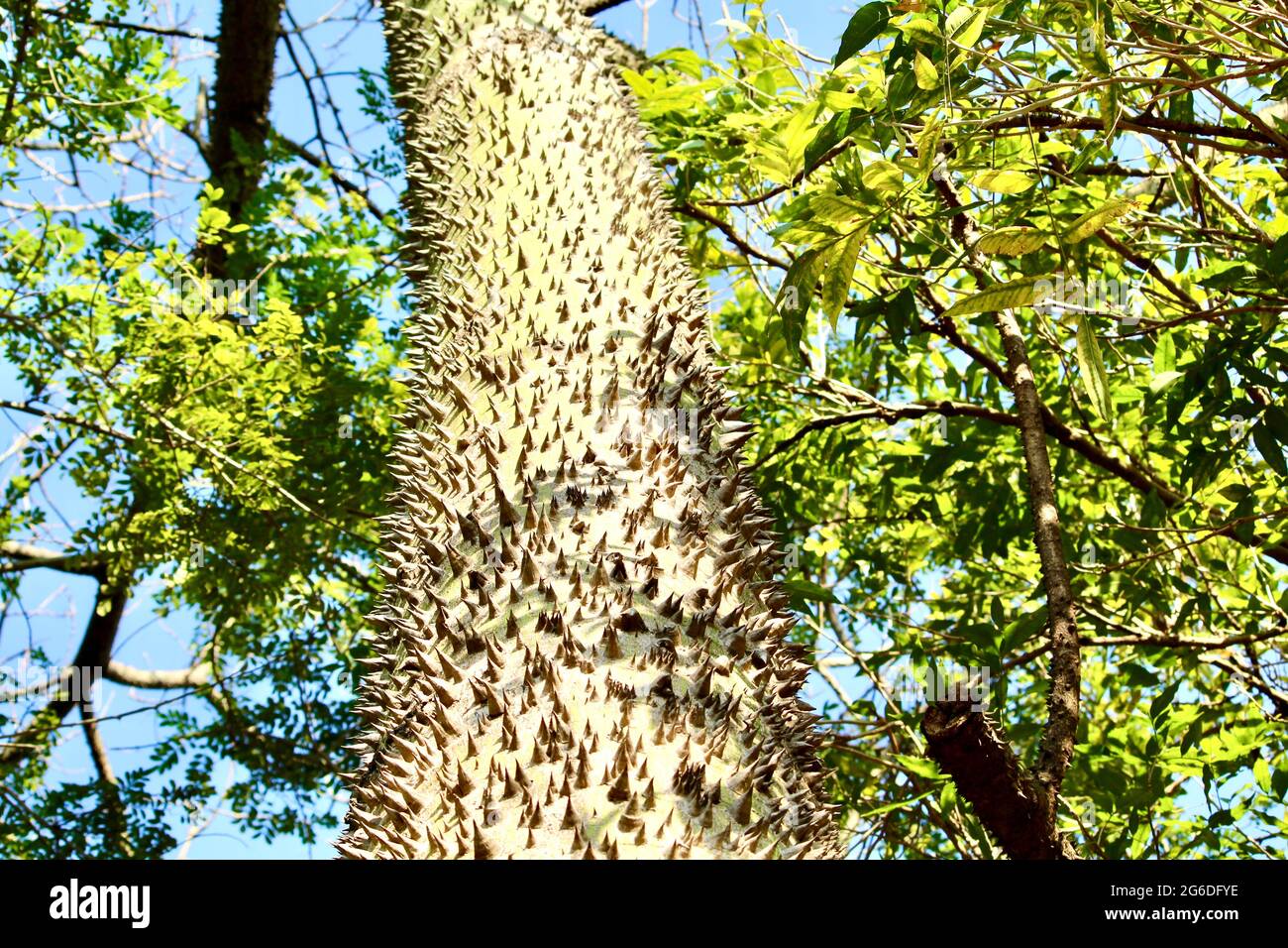 Ceiba Speciosa, Paineira tree Stock Photo - Alamy