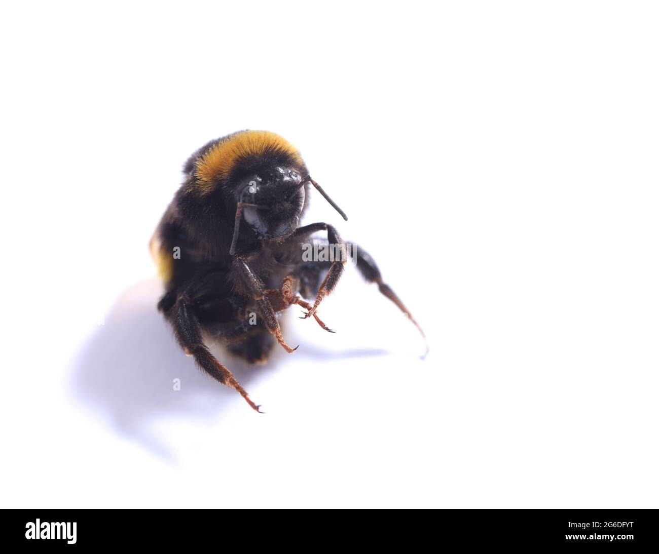Dead bumblebee insect death nature conservation Stock Photo - Alamy