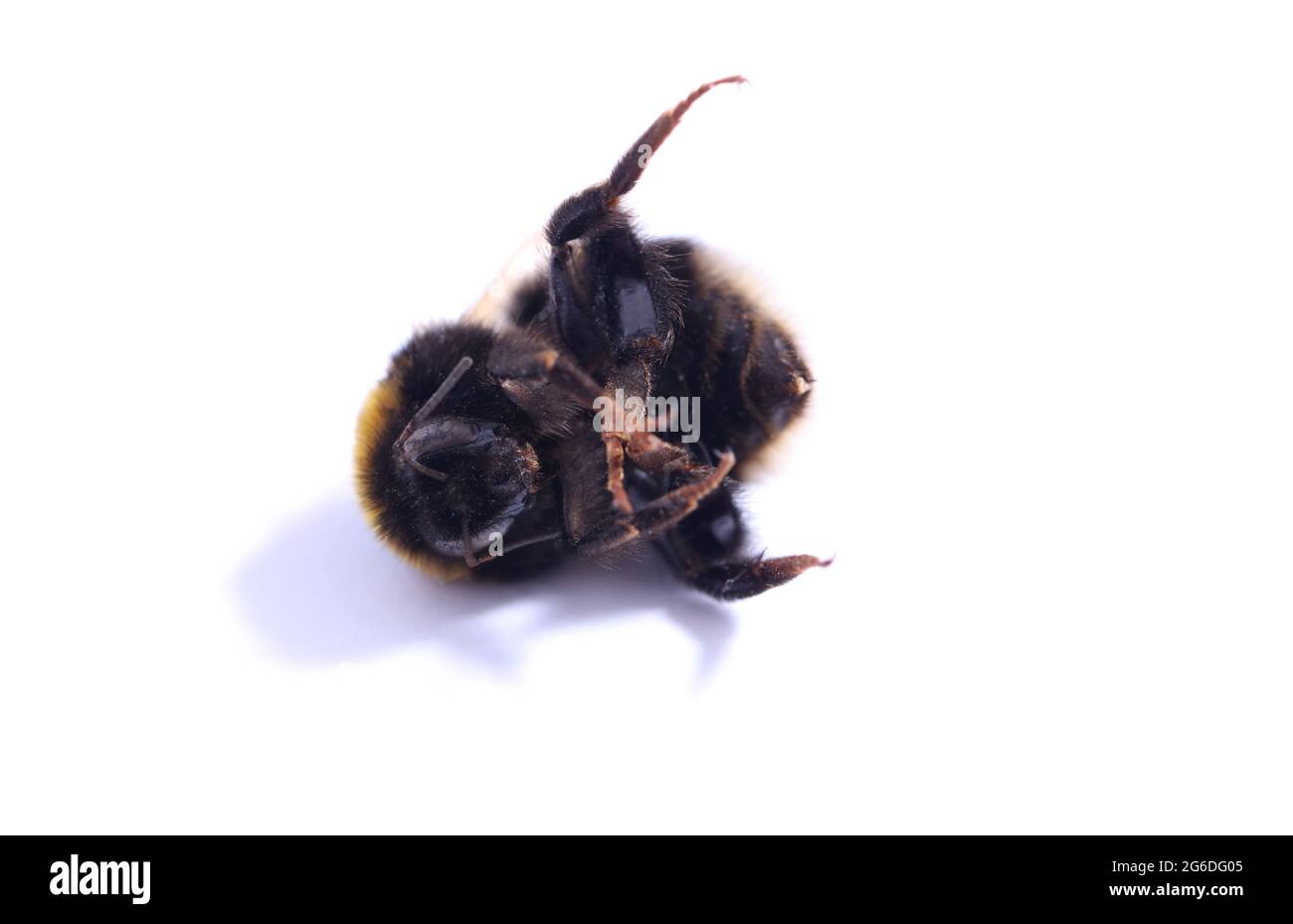 Dead bumblebee insect death nature conservation Stock Photo - Alamy