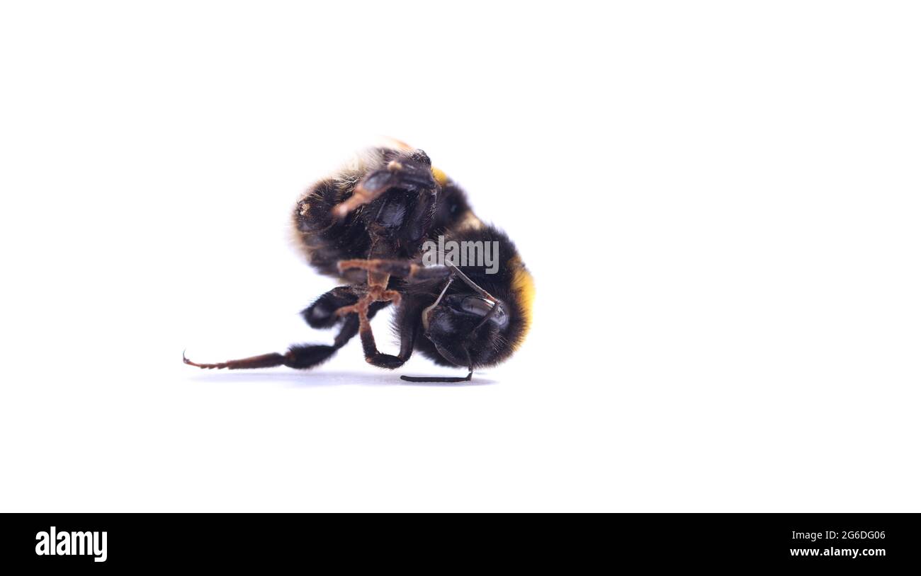 Dead bumblebee insect death nature conservation Stock Photo - Alamy