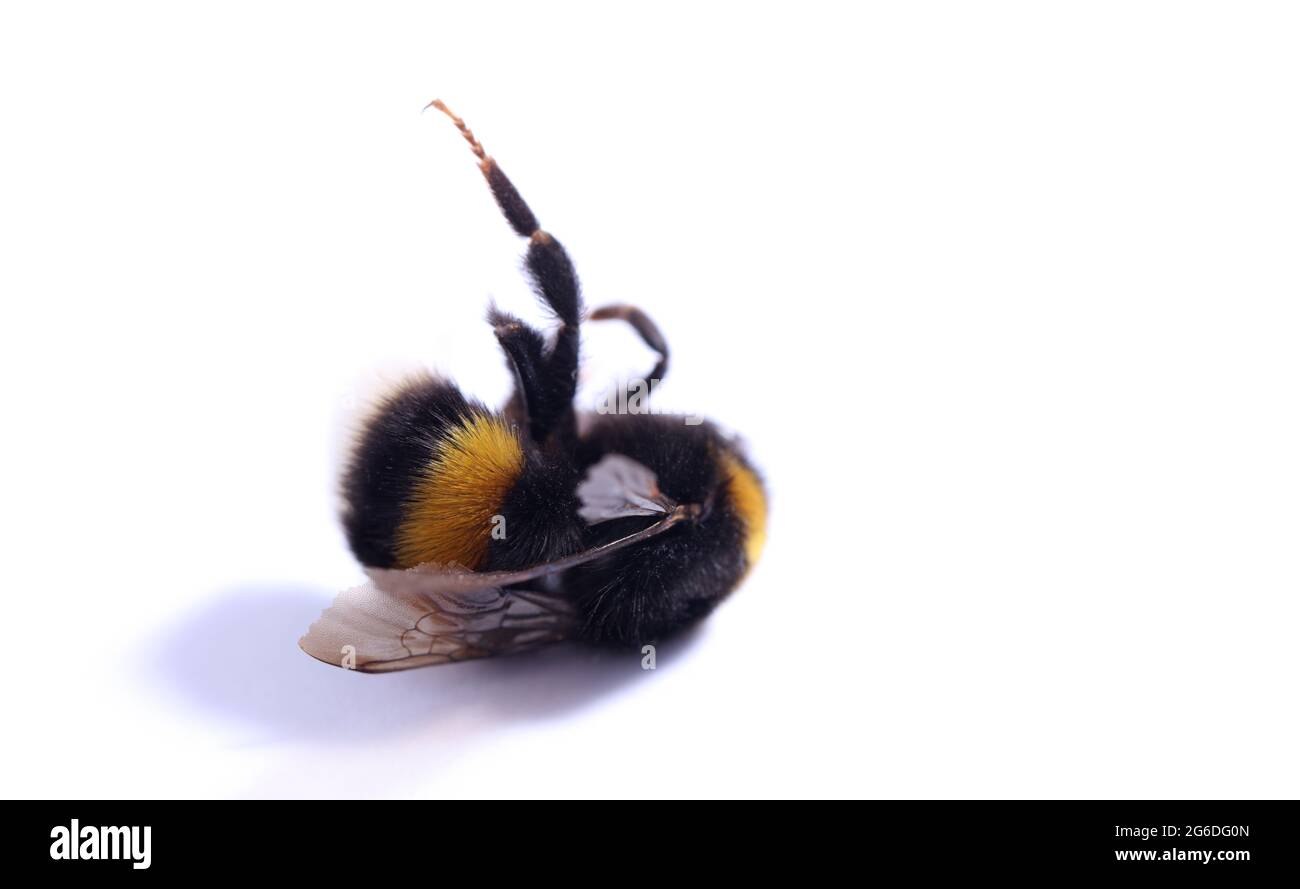 Dead bumblebee insect death nature conservation Stock Photo - Alamy