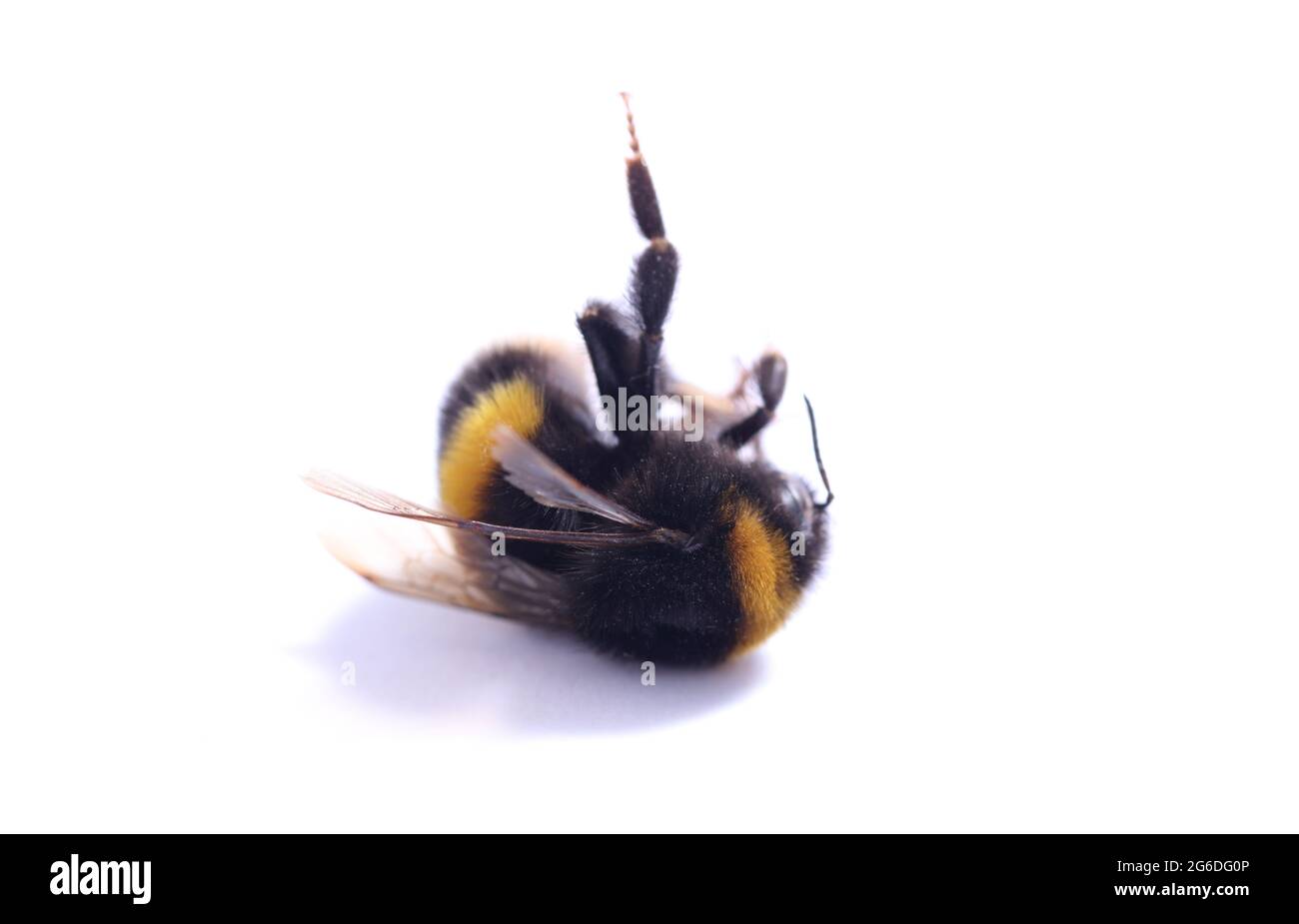 Dead bumblebee insect death nature conservation Stock Photo - Alamy