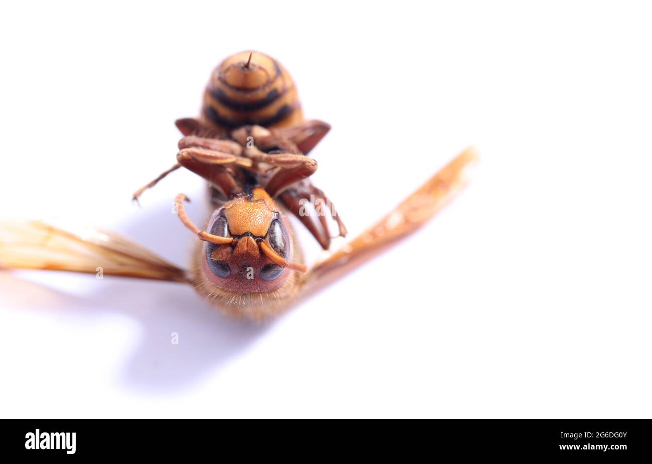 Dead hornet insect dieback species protection nature conservation Stock ...