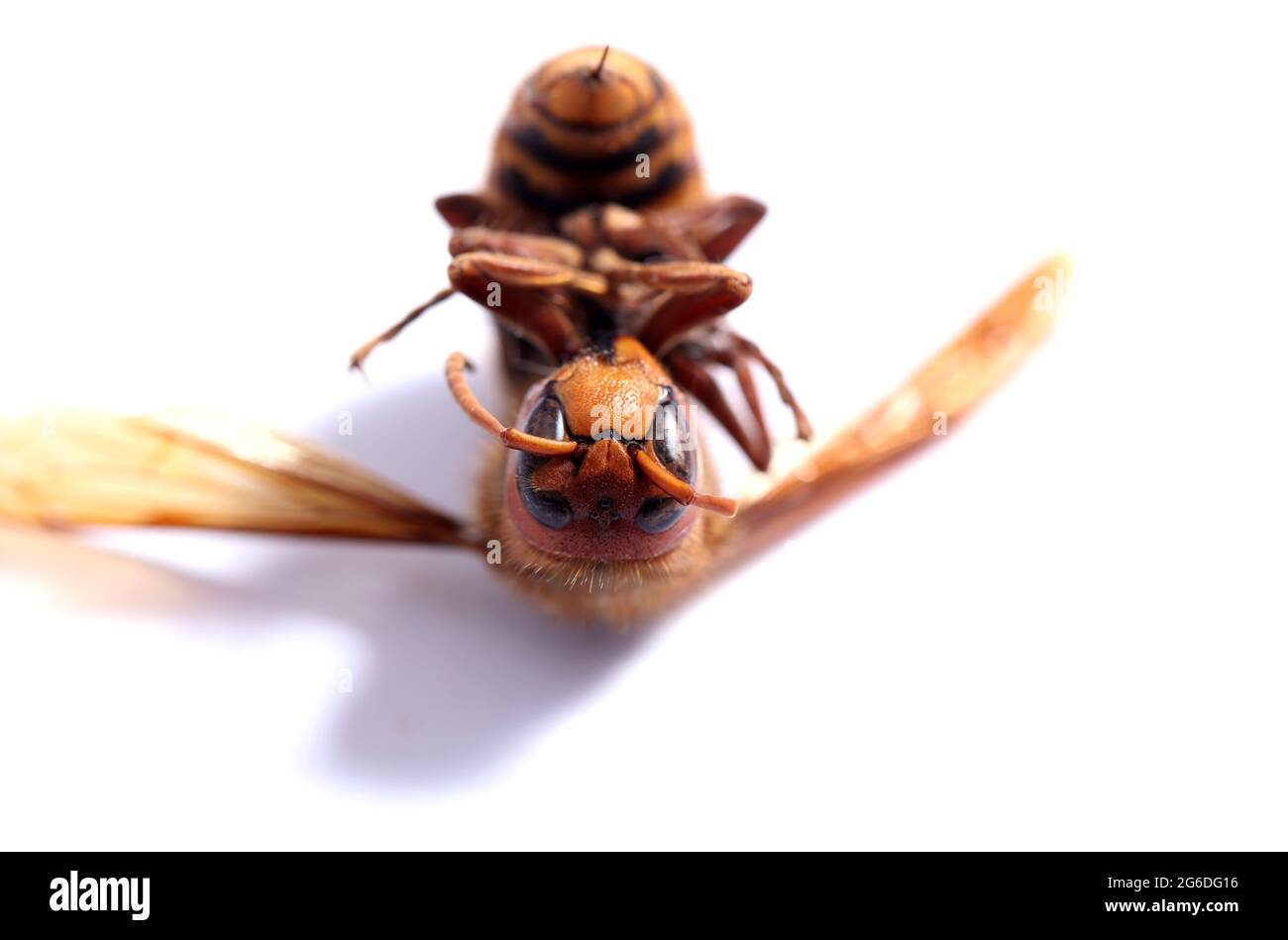 Dead hornet insect dieback species protection nature conservation Stock ...