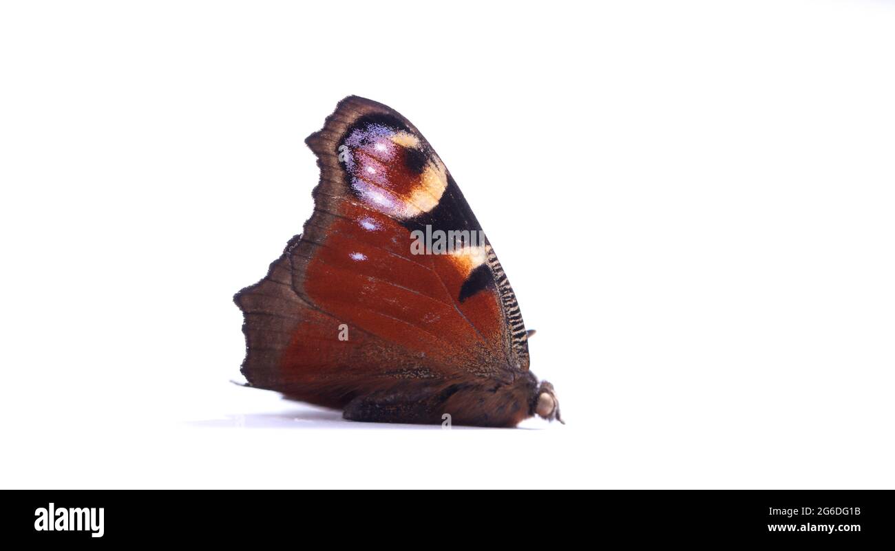 Butterfly peacock insect moth on white background Stock Photo - Alamy