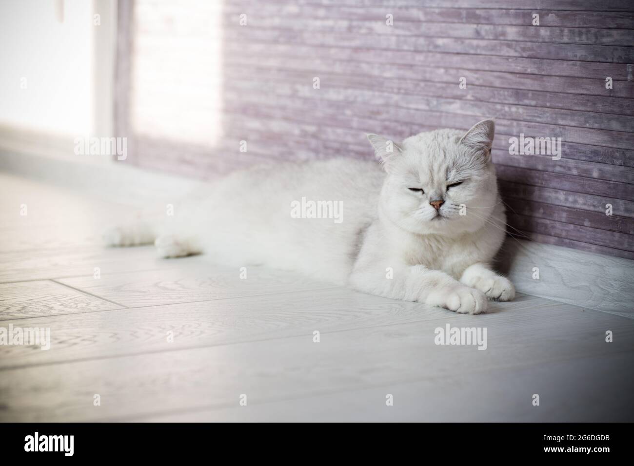 adult cat pedigree Scottish chinchilla straight ears Stock Photo - Alamy