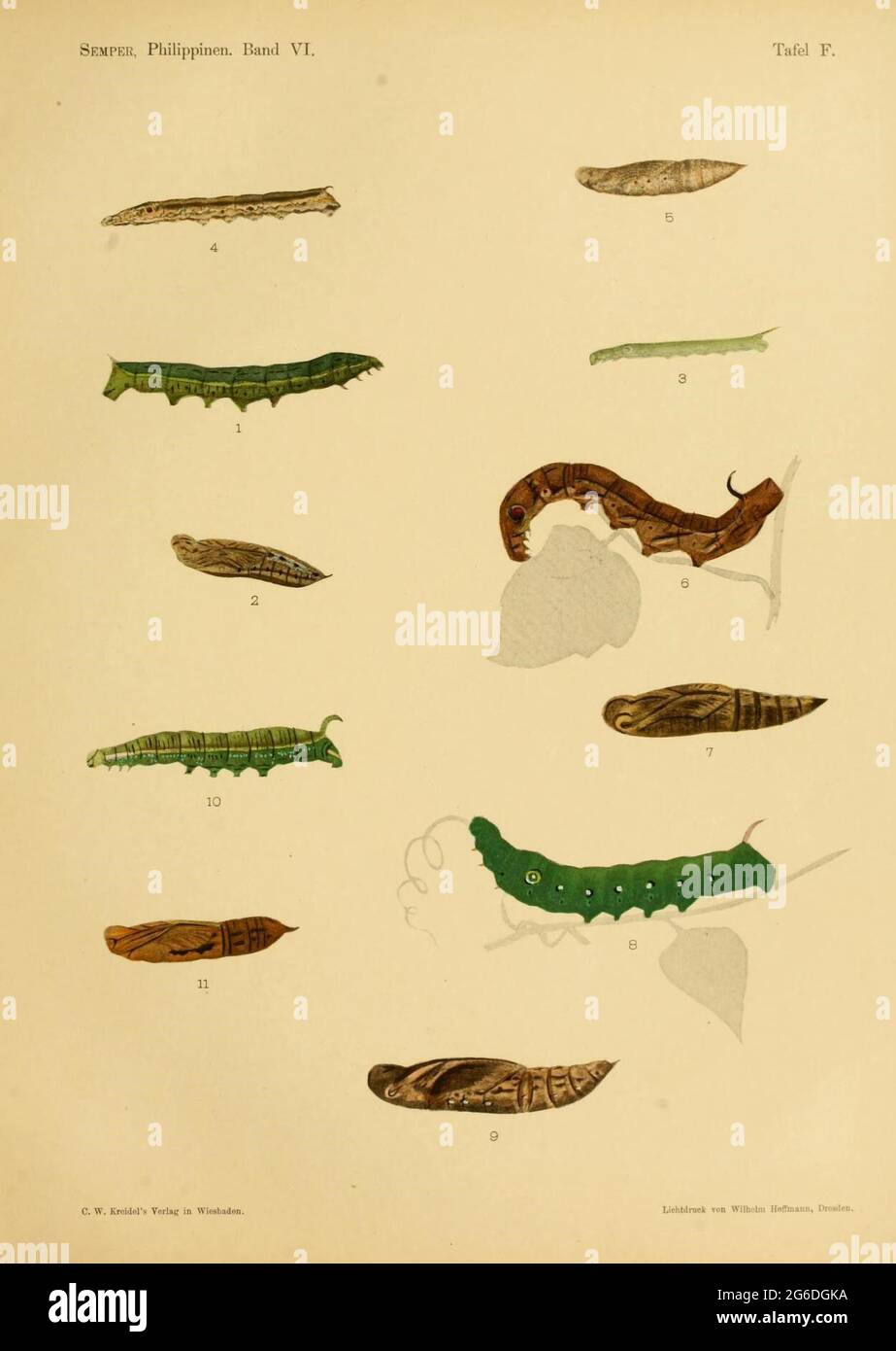 Philippine insect hi-res stock photography and images - Alamy