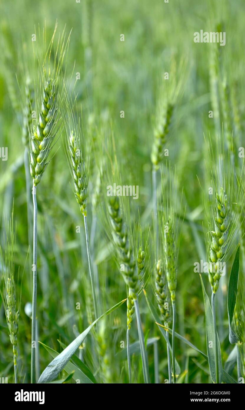 Green wheat field agricultural background hi-res stock photography and ...