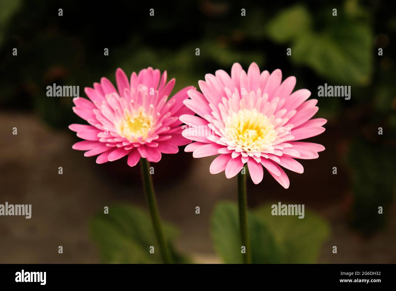 Gerbera in Pink colours. Floral photography. Floral desktop background ...
