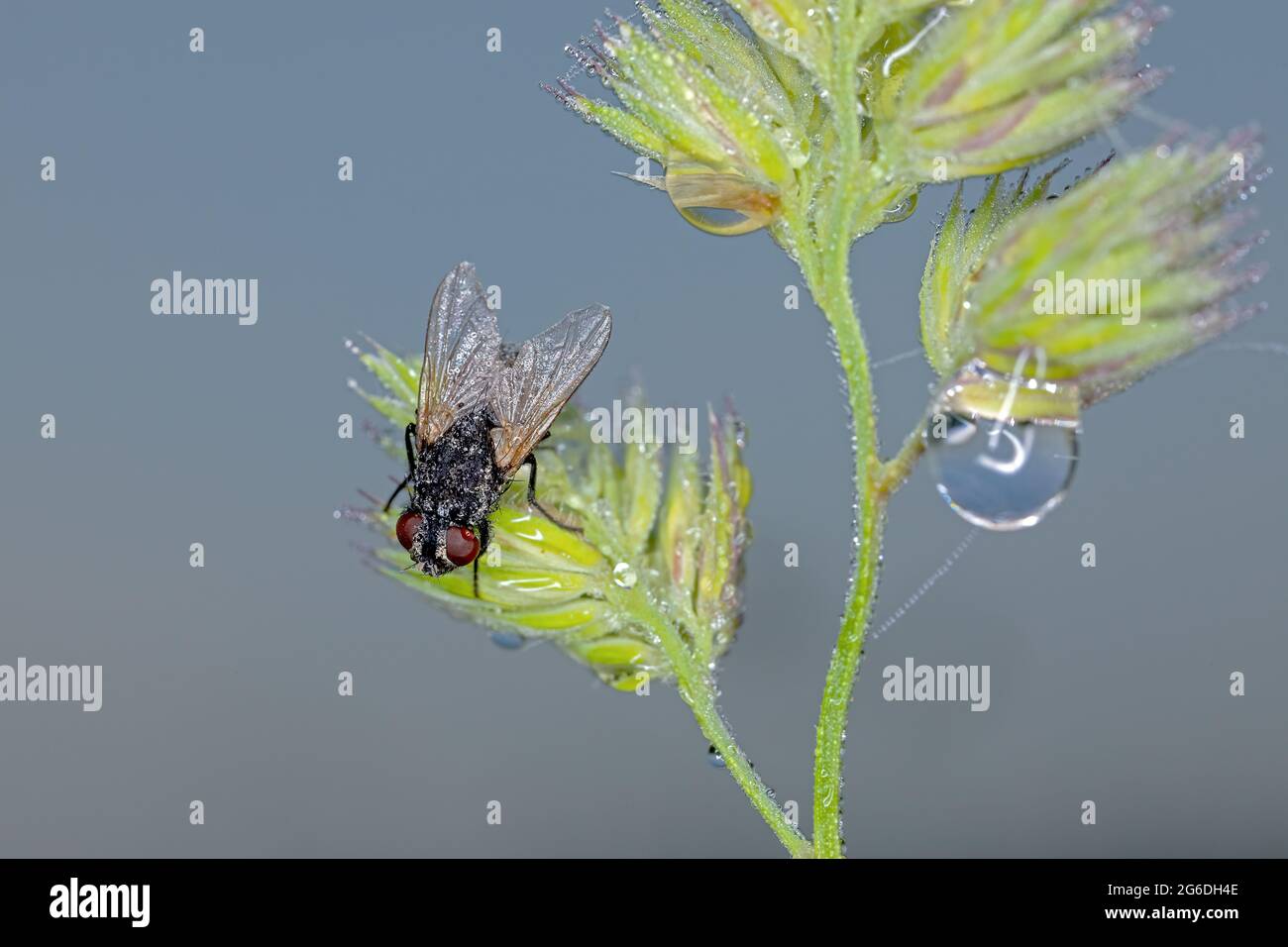 close up of a fly on a blade of grass with dew drops Stock Photo - Alamy