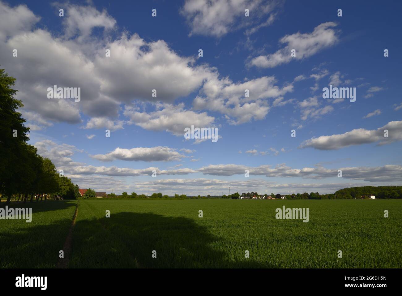 Wide green grass landscape with forest in sunny weather, blue sky with ...