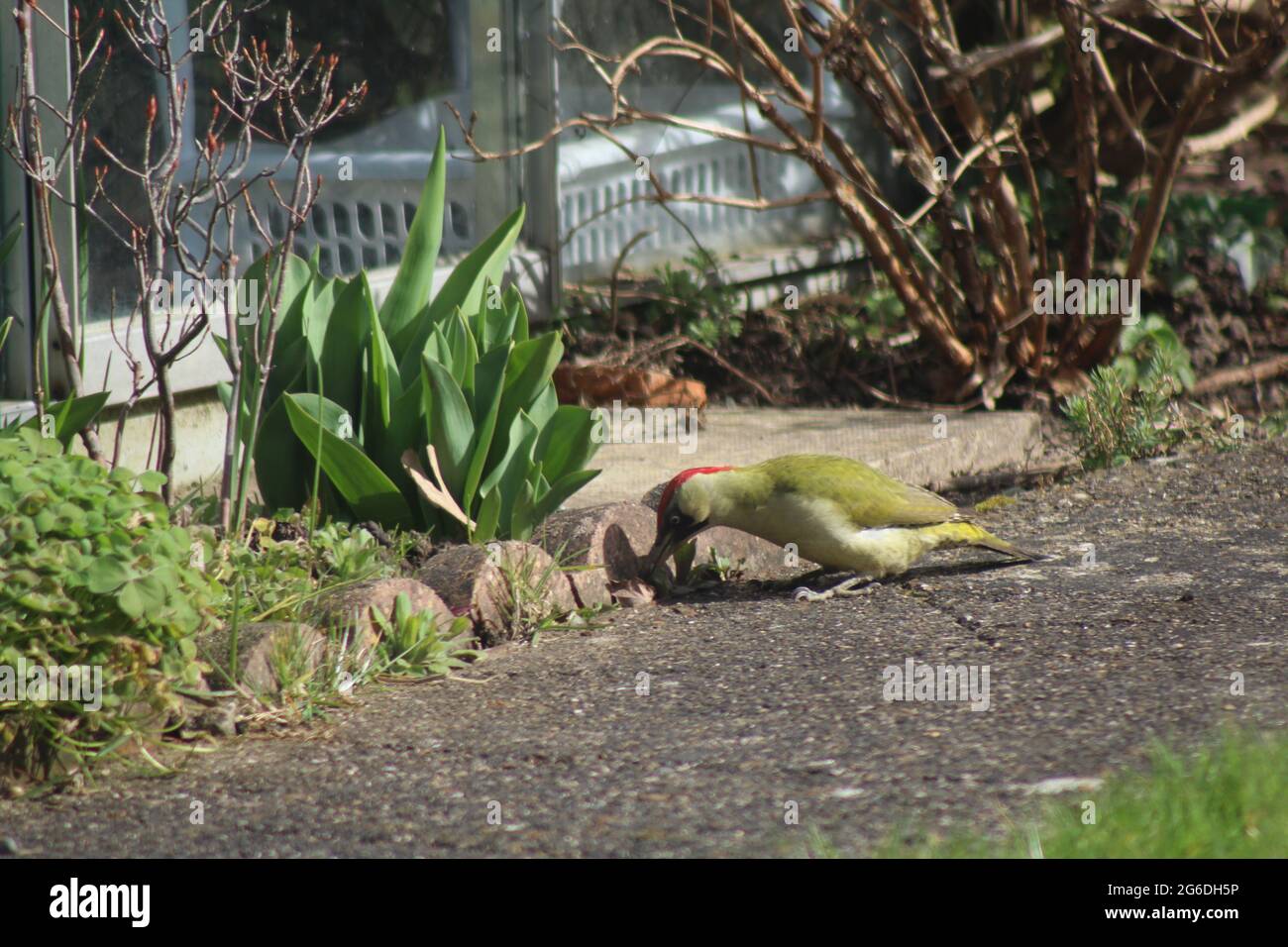 Green woodpecker bay flowers Stock Photo - Alamy