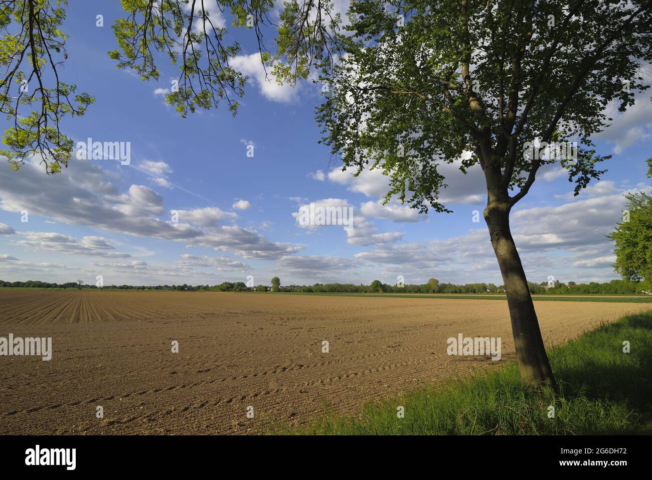 Wide green grass landscape with forest in sunny weather, blue sky with ...