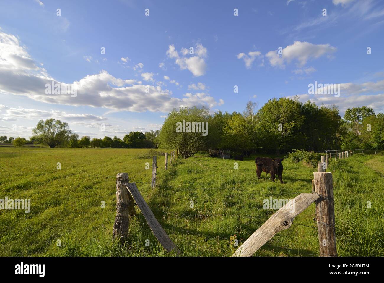 Wide green grass landscape with forest in sunny weather, blue sky with ...