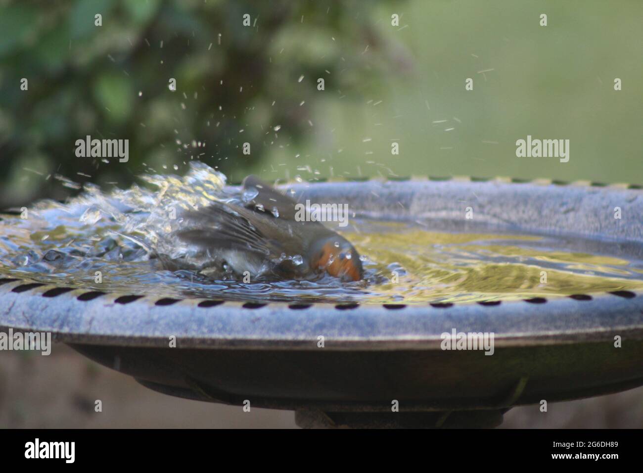 Robin in a bird bath Stock Photo - Alamy
