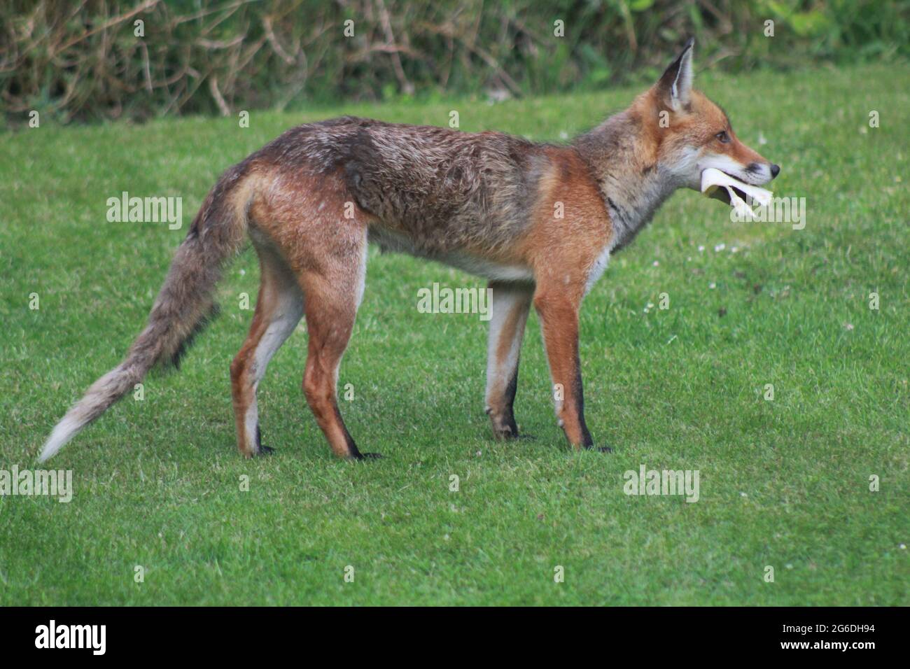 Fox eating tortilla hi-res stock photography and images - Alamy