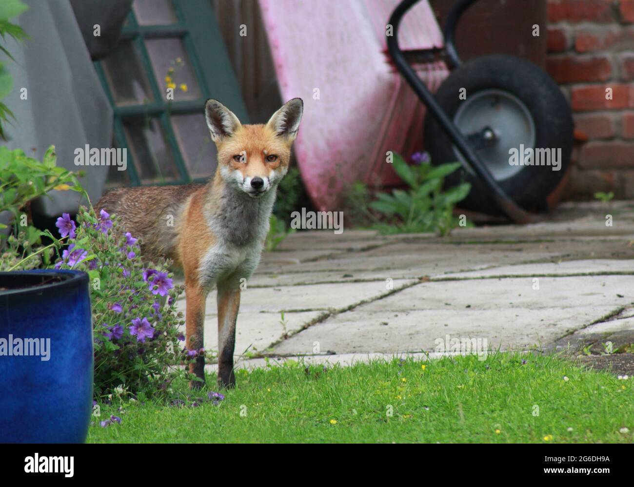 Fox in garden Stock Photo - Alamy