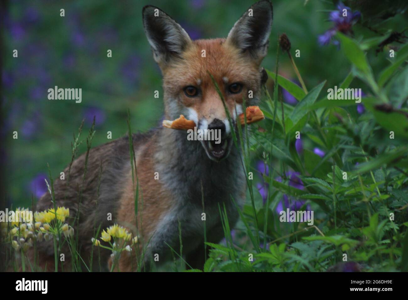 Fox eating pizza Stock Photo - Alamy
