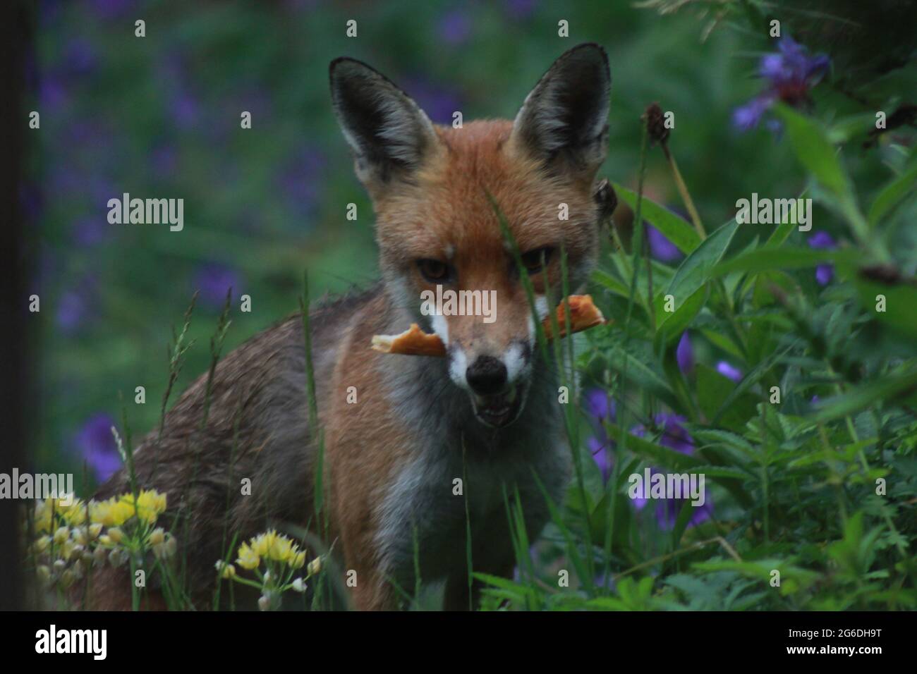 Fox eating pizza Stock Photo - Alamy