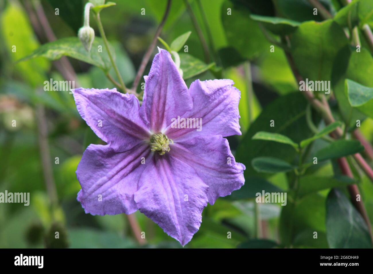 Close up of purple flower Stock Photo - Alamy