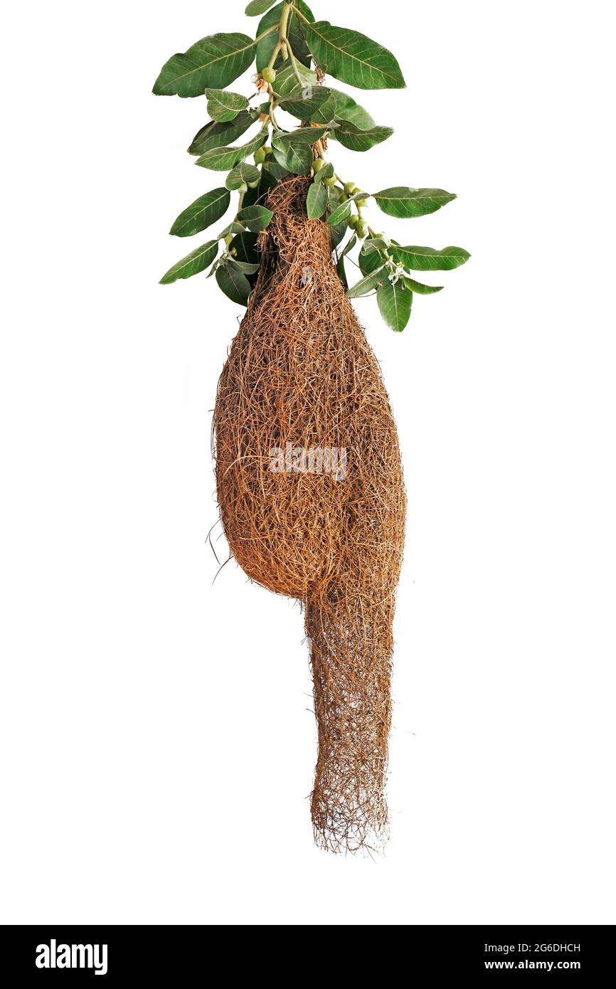 Build by birds Cut Out Stock Images & Pictures - Alamy