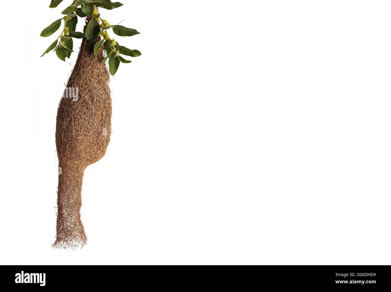 Build by birds Cut Out Stock Images & Pictures - Alamy