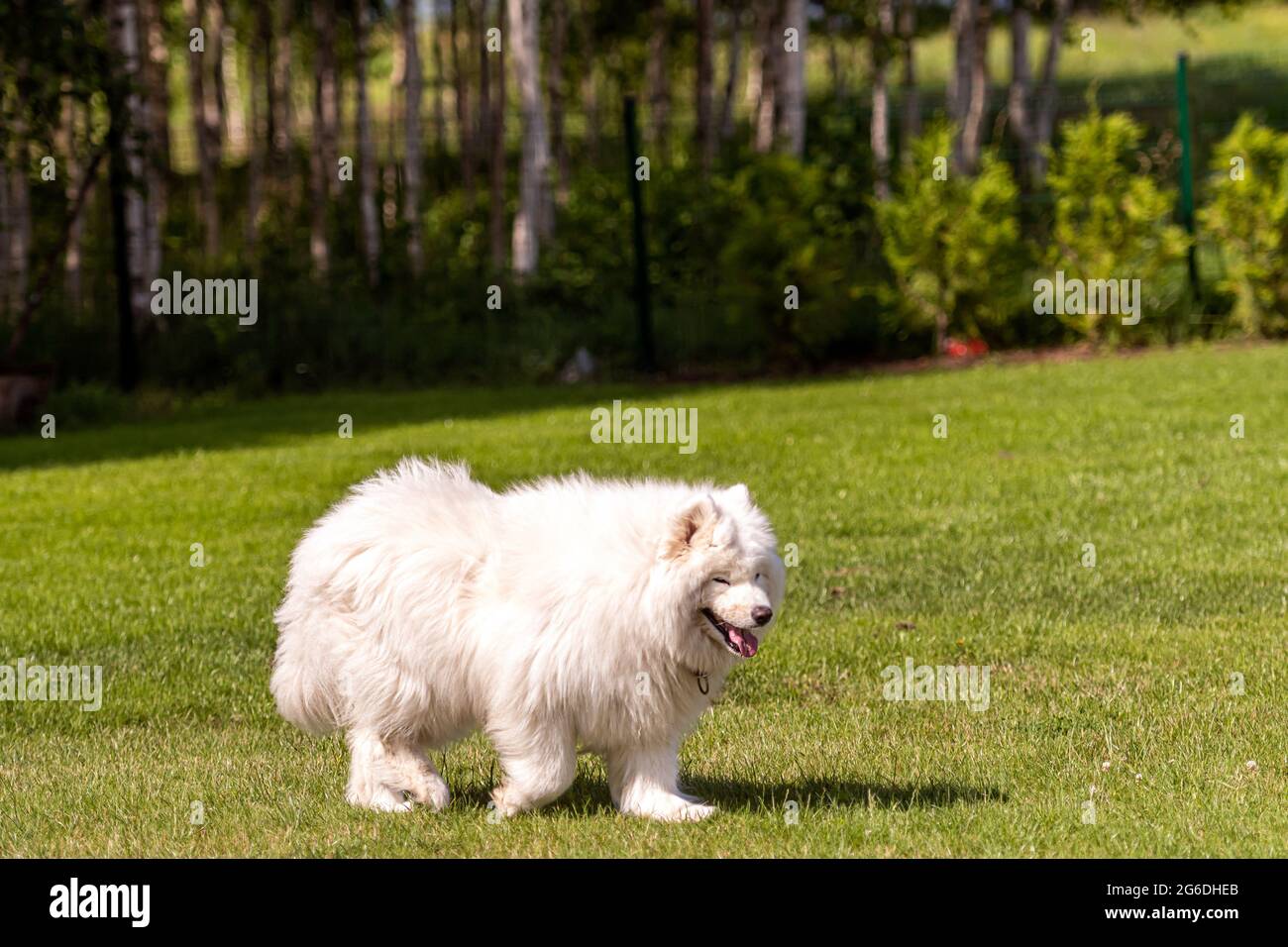 beautiful white Samoyed dog walking on the lawn Stock Photo - Alamy