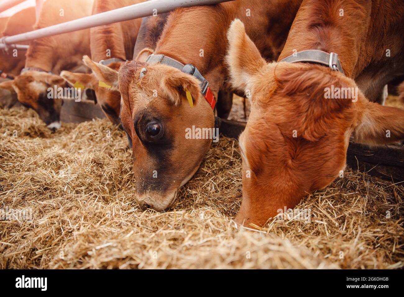 Dairy farm livestock industry. Red jersey cows stand in stall eating ...