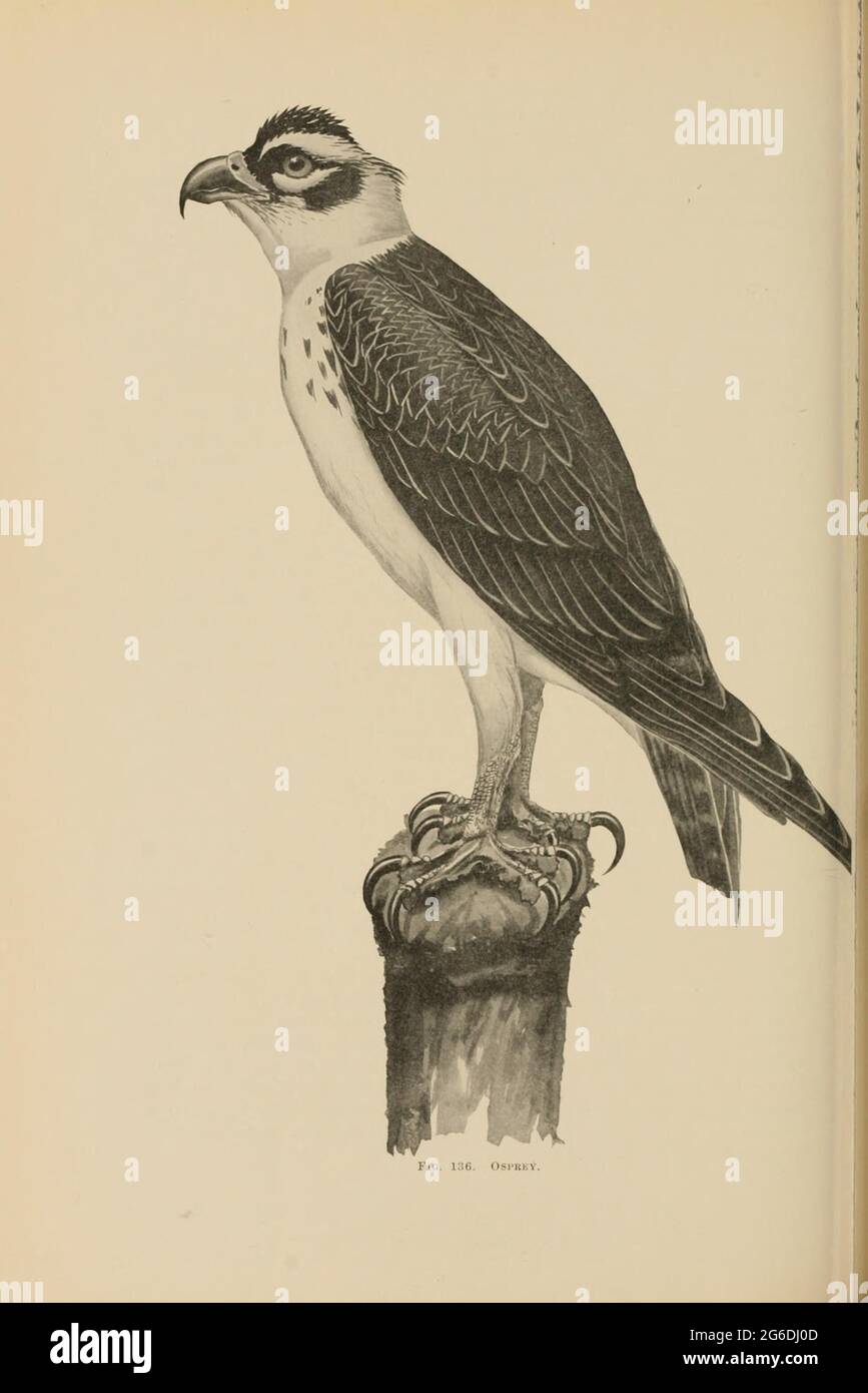 Raleigh north carolina aerial hi-res stock photography and images - Alamy