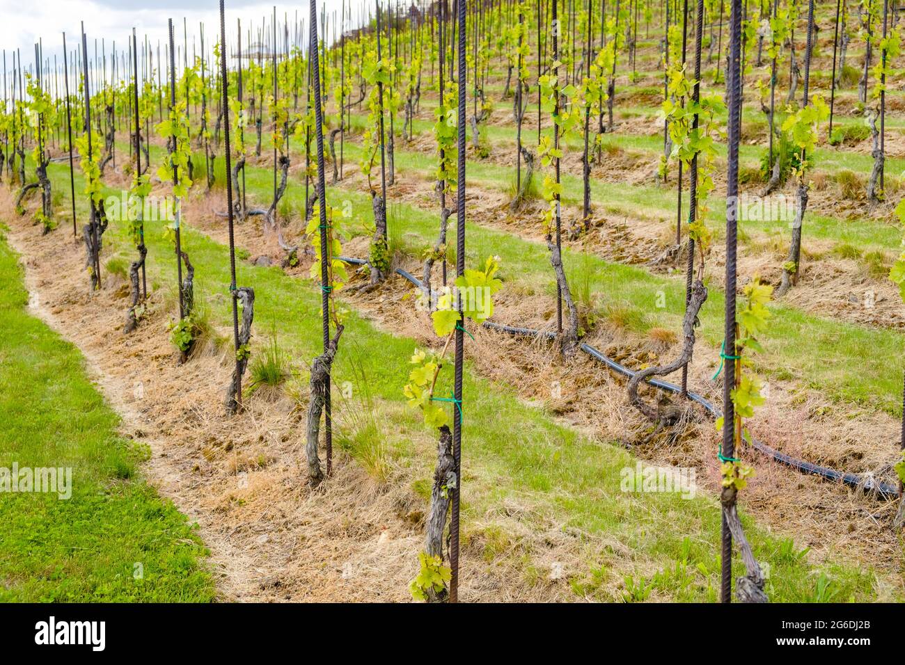 Rows plants growing vineyard hi-res stock photography and images - Alamy