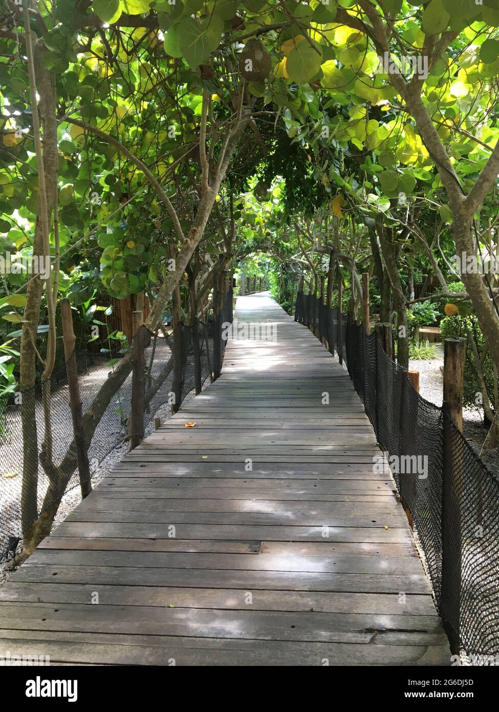 wooden bridge walkway.tree tunnel,Under the shady trees on the walking ...