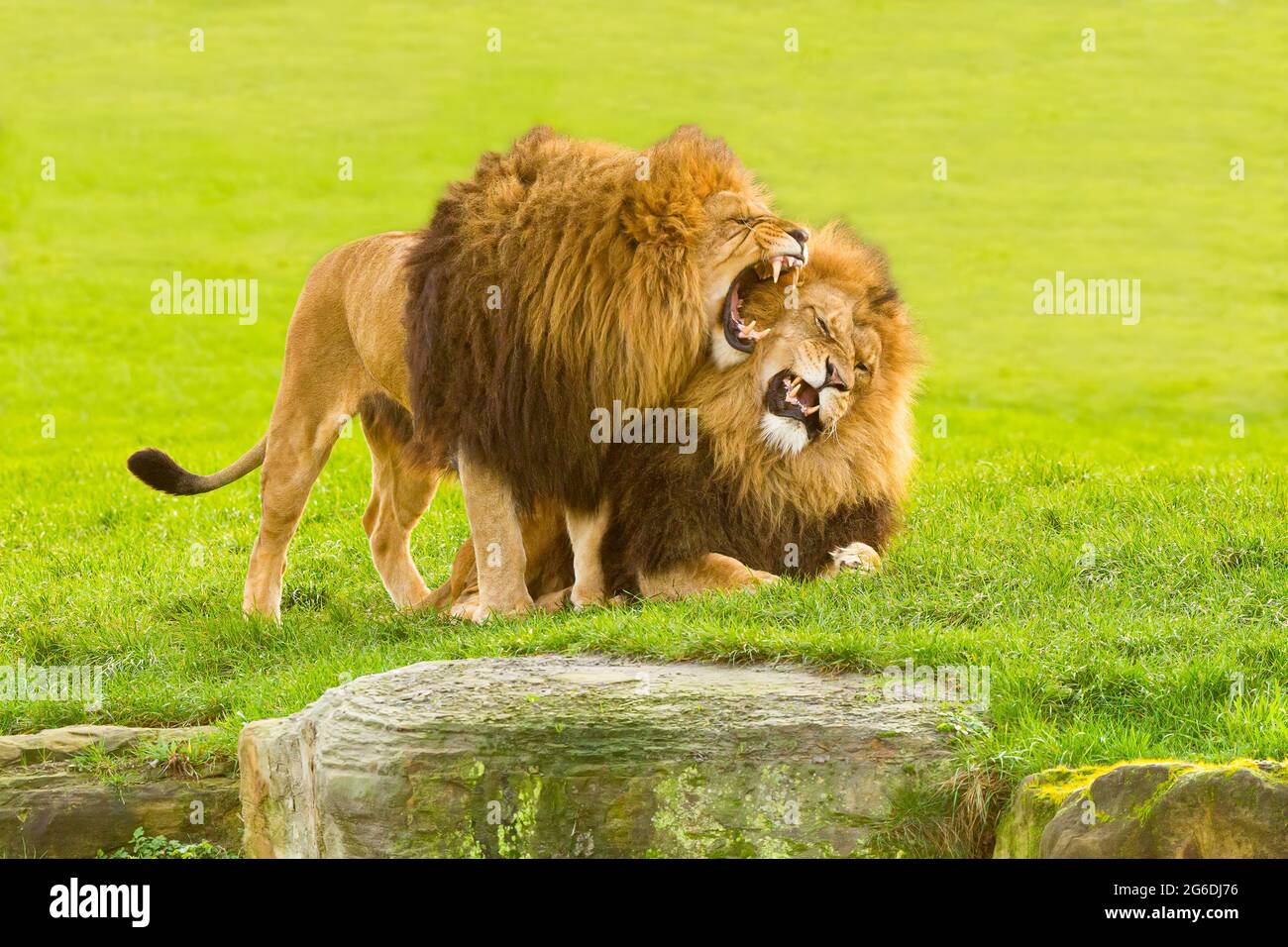 African Lion (Panthera leo) Two Male African Lions together Roaring ... African Lion (Panthera leo) Two Male African Lions together Roaring ...