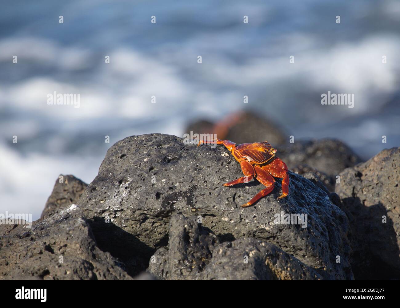 Closeup of a large red Sally Lightfoot Crab (Grapsus grapsus) crawling ...