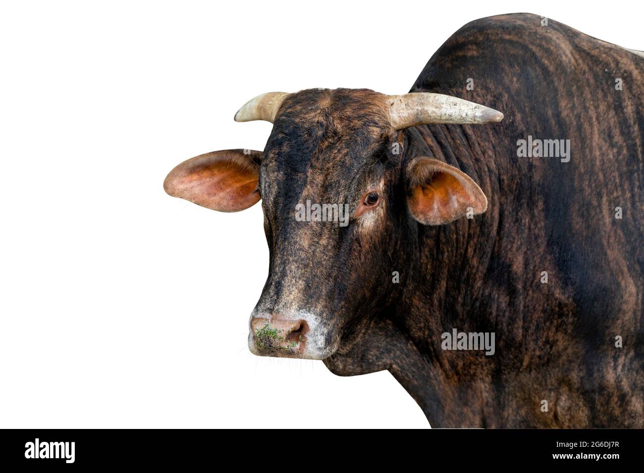 beautiful brown bull with big horns, isolate on white background Stock ...