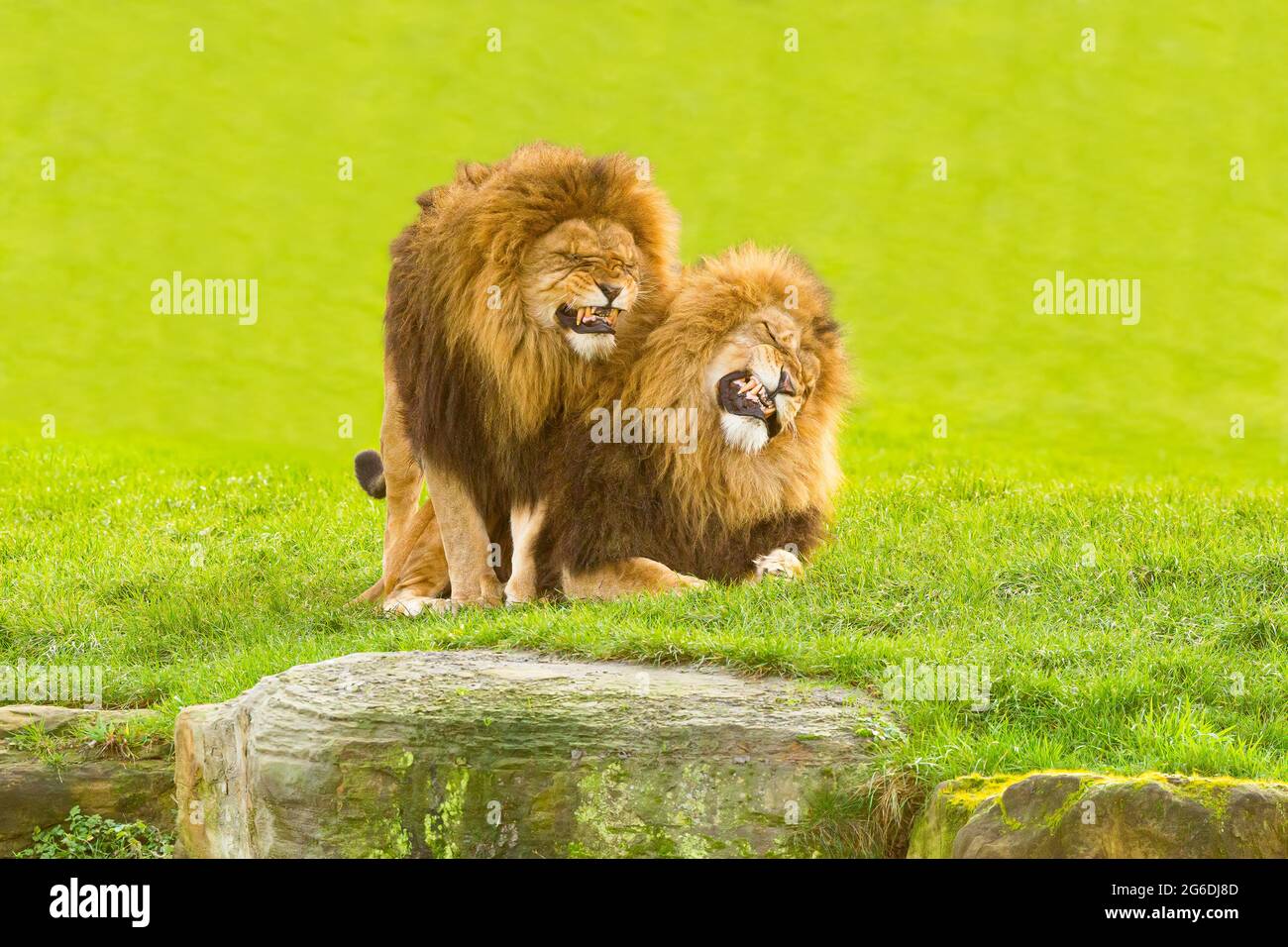 African Lion (Panthera leo) Two Male African Lions together Snarling ...